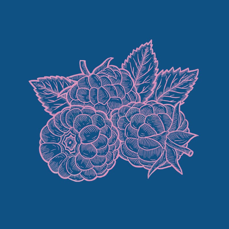 Handy Illustration of Pink Raspberries Drawing Raspberry Nice Art ...