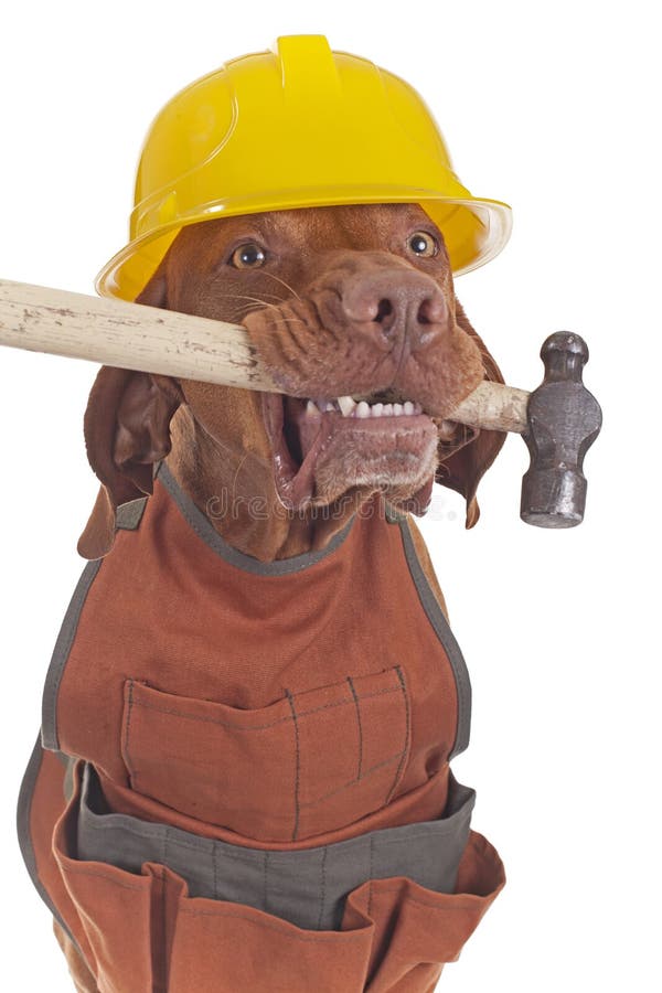 Handyman dog stock image. Image of mouth, work, apron - 28098881