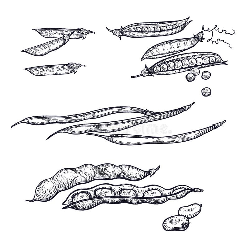 Handzeichnung von Bohnen vektor abbildung. Illustration von ernte ...
