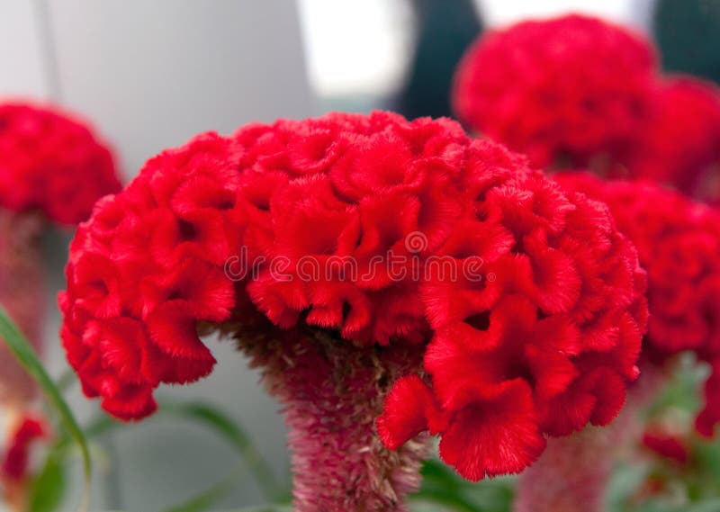 Hanekam stock afbeelding. Image of groen, decoratief - 29460989