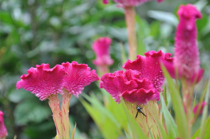 Hanekam stock foto. Image of groen, flora, kleur, rood - 22050918