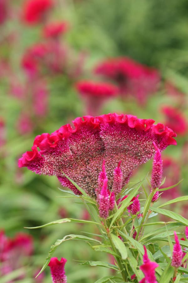 Hanekam stock afbeelding. Image of chinees, rivier, achtergrond - 22406255