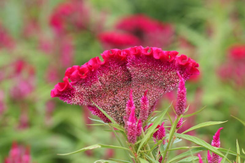 Hanekam stock afbeelding. Image of roze, schitterend - 22406259