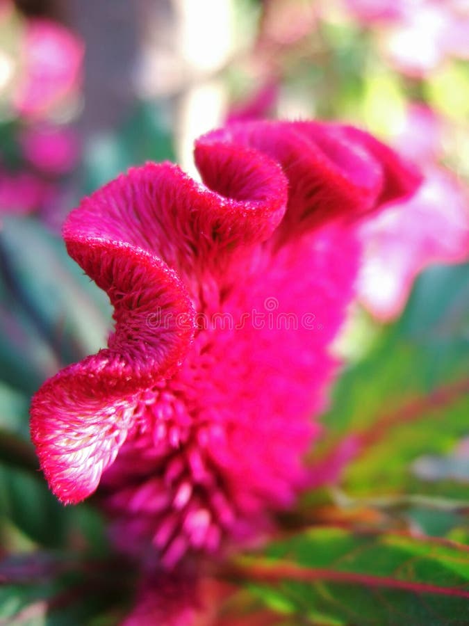 Rode Hanekam stock afbeelding. Image of gecultiveerd - 45344967