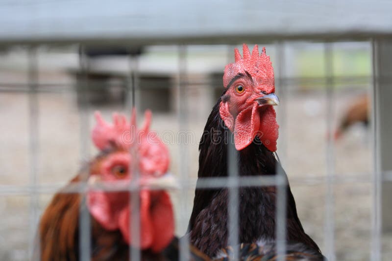 Hanen stock afbeelding. Image of kleurrijk, sluit, veren - 32059175