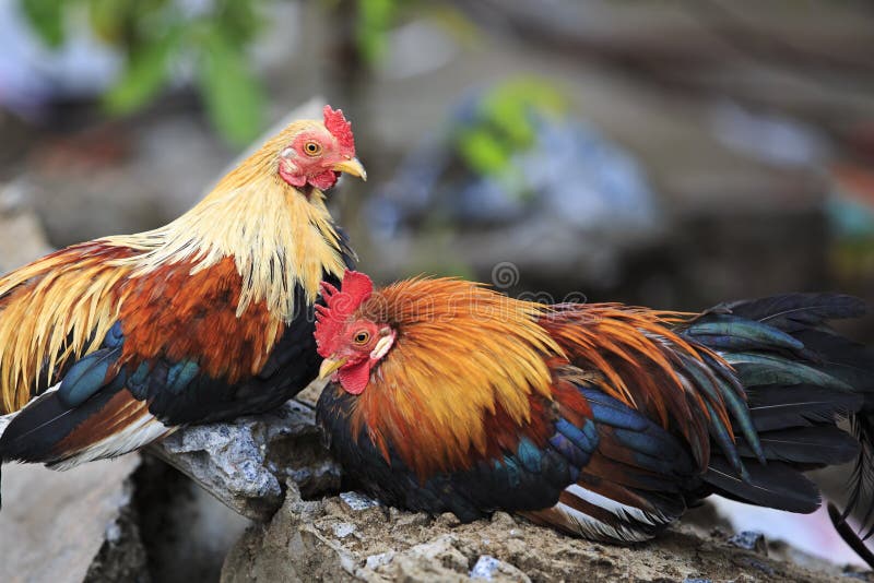 Kleurrijke Hanen In De Binnenplaats Van Landbouwbedrijf Stock Foto ...
