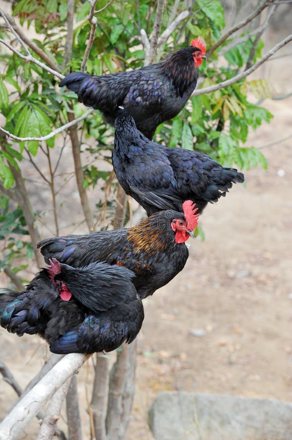 De Haan En Koper Marans Van De Silkiemengeling Stock Foto - Image of ...