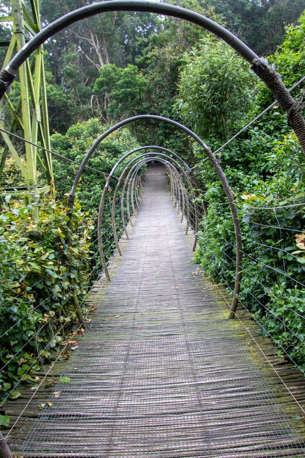 A hang bridge in a forest stock image. Image of board - 238421535