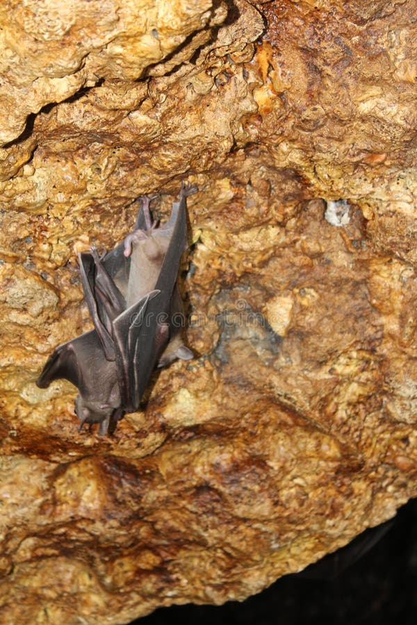 Bat hanging on rock stock photo. Image of sleeping, mammal - 34047422