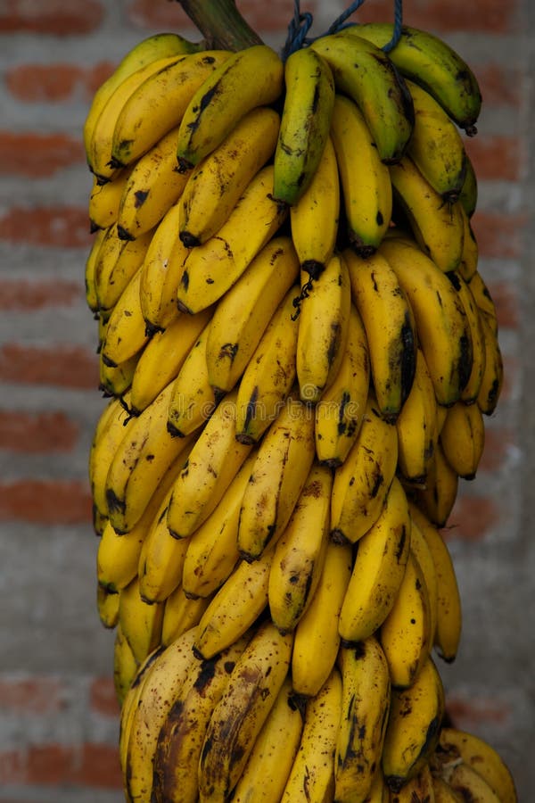 Hang Mature Bananas Group Outdoors Stock Photos - Free & Royalty-Free ...