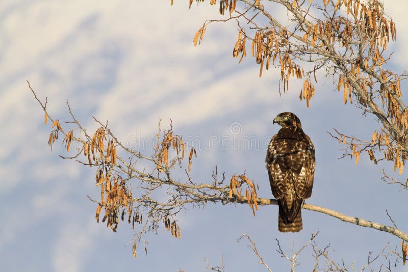The Hang Out stock photo. Image of winter, wildlife, raptor - 55998190