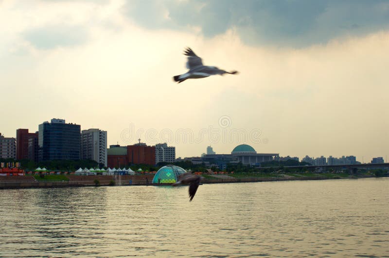 Hang River in Seoul in the Evening Stock Image - Image of seagull ...