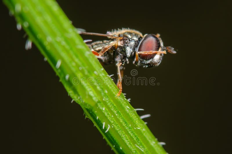 Hang Vlieg Die Het is Gezicht Schoonmaken Stock Afbeelding - Image of ...