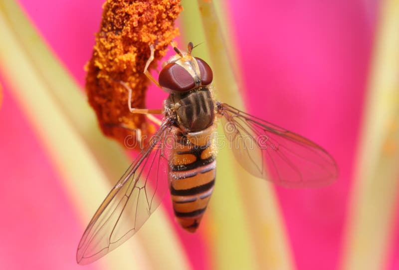 Hang Vlieg Met Gedetailleerde Vleugels Stock Foto - Image of nave, geel ...
