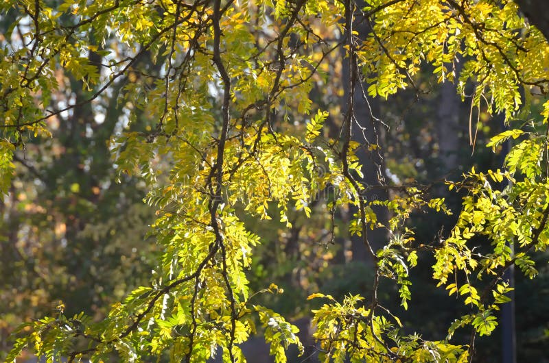Hanging Acacia Tree Branches Stock Image - Image of outdoor, nature ...