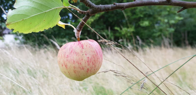 Hanging apple from tree stock image. Image of shrub - 197114801