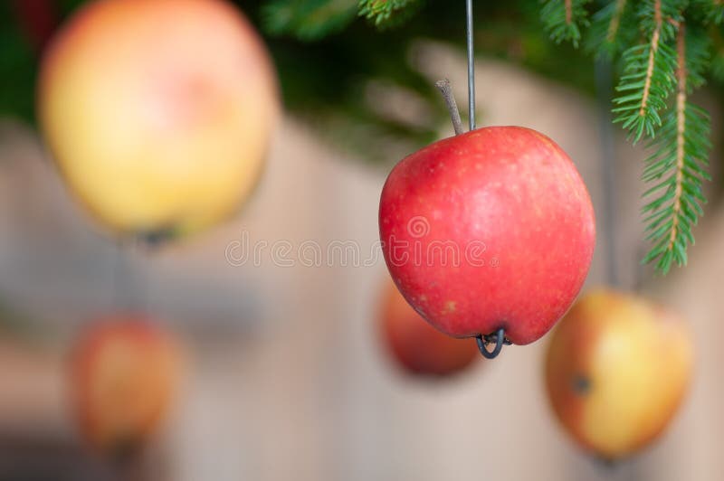 Hanging apples stock image. Image of food, hanging, fruit - 258821753