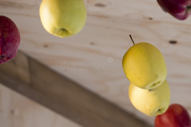 Hanging apples stock image. Image of fruit, farm, nature - 35926439