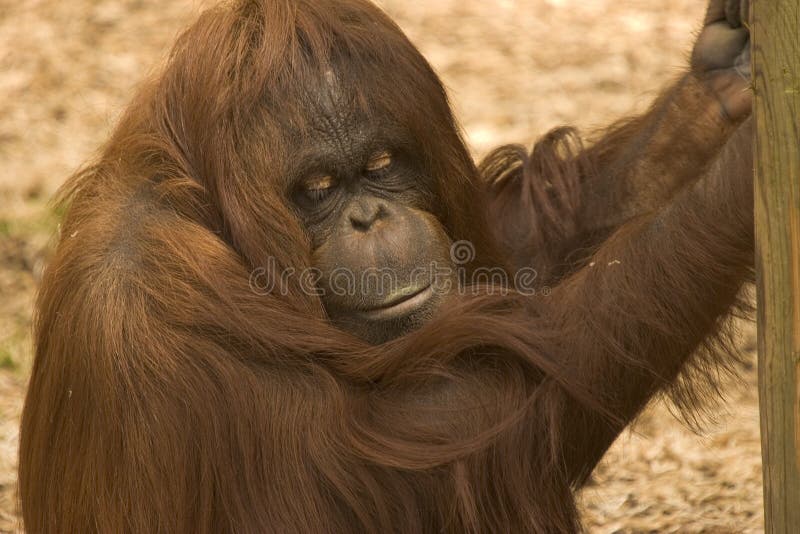 Hanging Around stock photo. Image of monkey, sumatra, kalimantan - 1635880