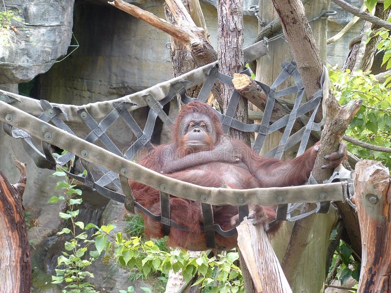 Hanging Around stock image. Image of hang, orange, sleepy - 235347