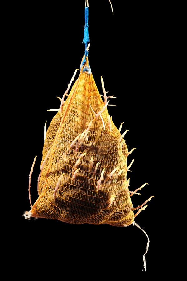 Hanging around stock image. Image of germ, sack, hang, farm - 487331