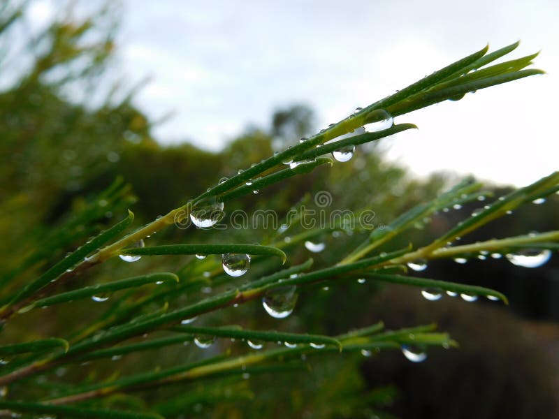 Hanging Around stock image. Image of fine, green, clinging - 147217457
