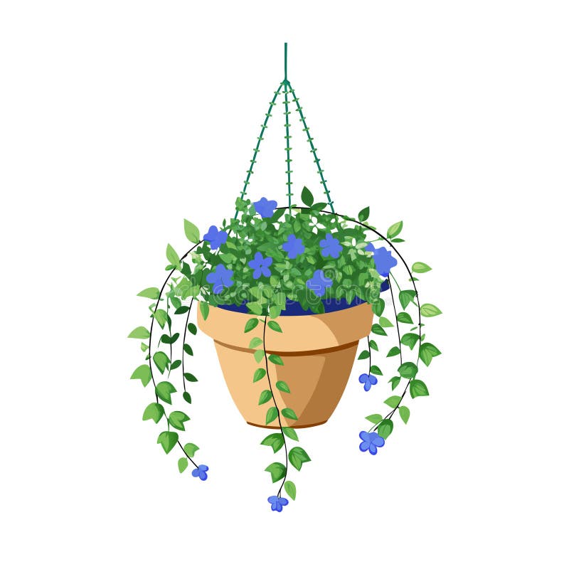 Hanging Basket with Blue Flowers and Trailing Vines Illustration Stock ...