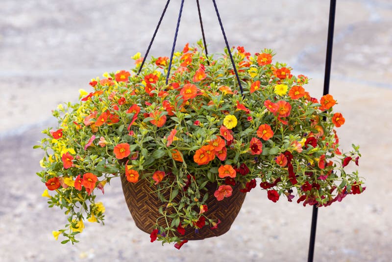Hanging Basket Full of Red Yellow and Orange Million Bells Stock Photo ... Hanging Basket Full of Red Yellow and Orange Million Bells Stock Photo ...