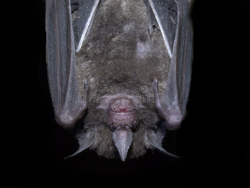 Bat macro stock photo. Image of sweet, winter, hibernation - 12971198