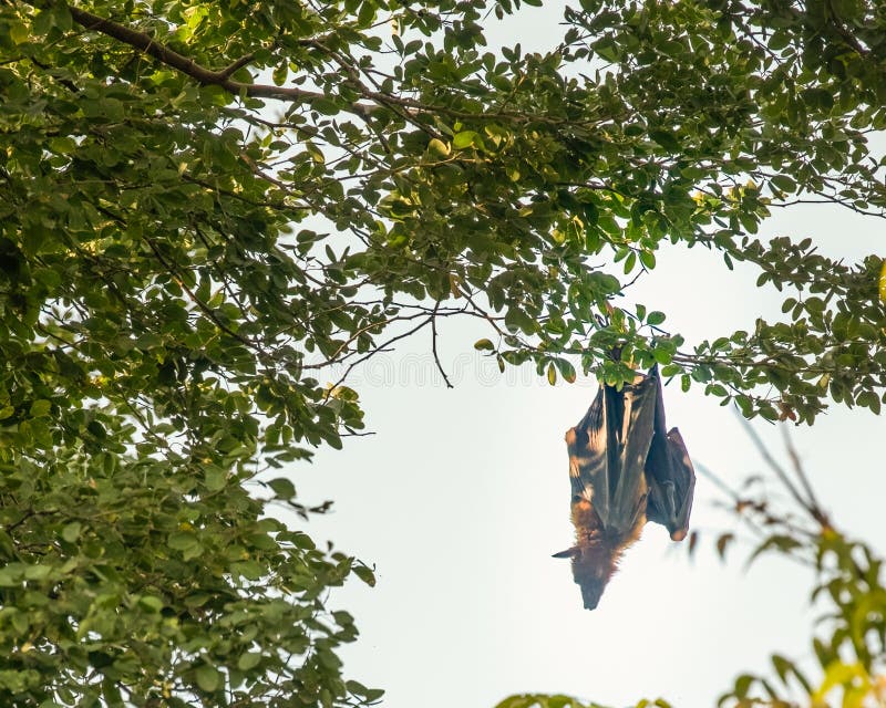 A hanging bat on a tree stock image. Image of mysterious - 261205035