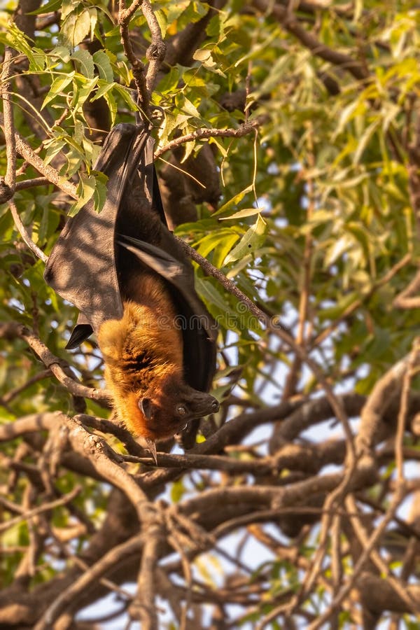 A Hanging bat on a tree stock image. Image of wing, horror - 261145211