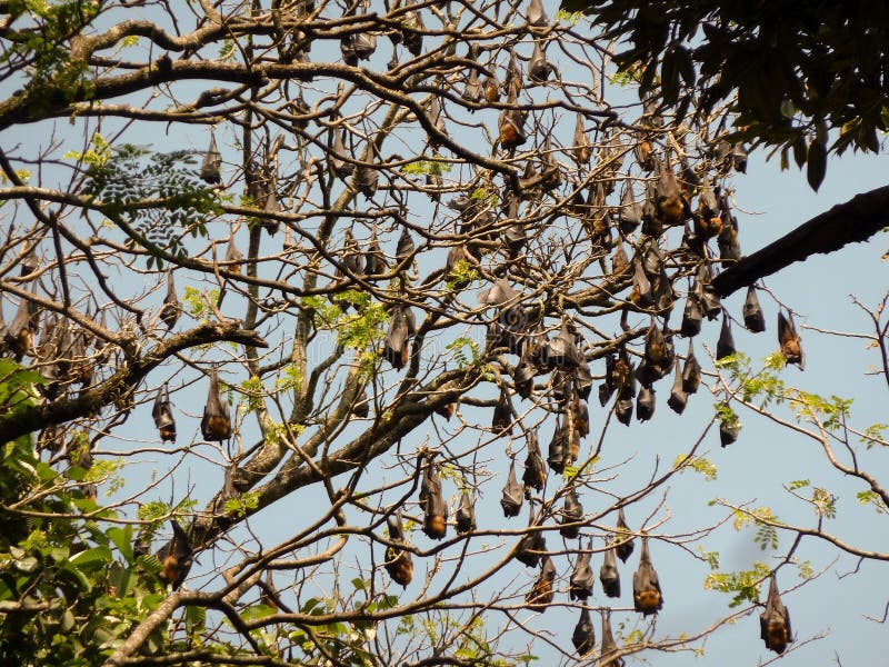 Hanging Bats stock image. Image of leaf, tree, blue, nature - 18513869