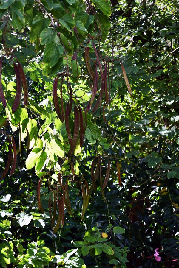 Hanging beans off trees stock image. Image of warm, carob - 146150719