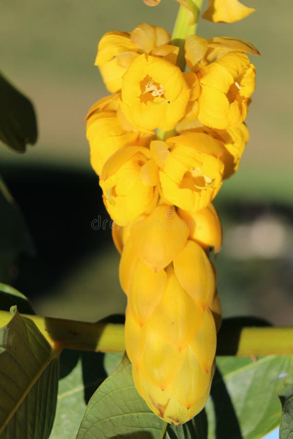 Bell flower stock image. Image of flower, hanging, bell - 101253099