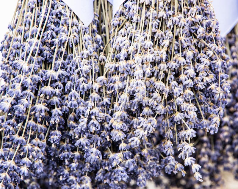 Hanging Lavender Isolated on White Background Stock Image - Image of ...
