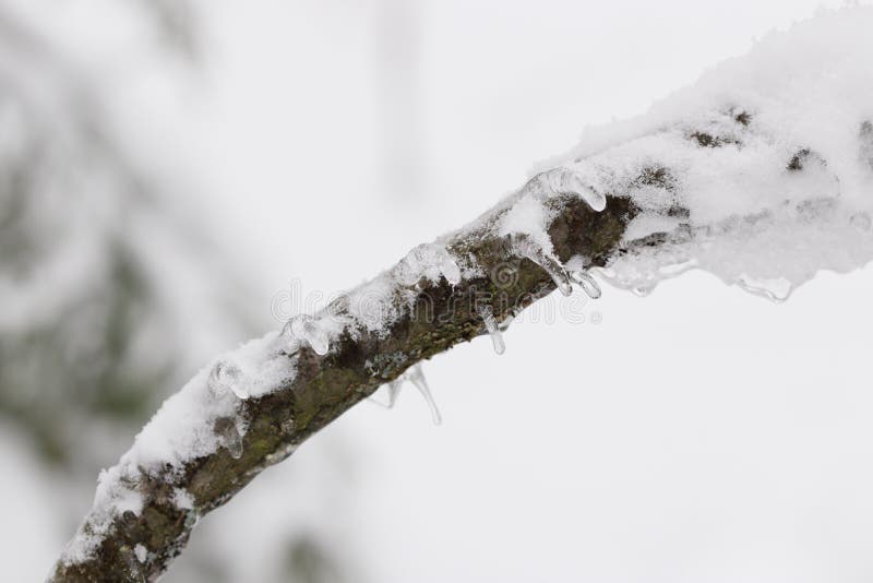 A Hanging Branch of a Tree Covered with Ice on a Light Background. Ice ...