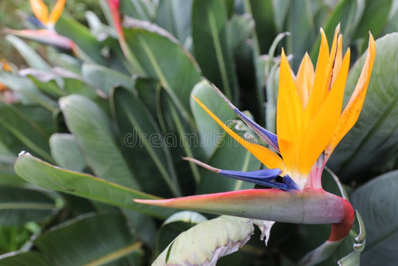 Hanging Branches closeup stock photo. Image of harvest - 99726108