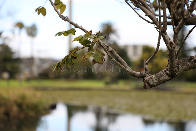 Hanging Branches closeup stock photo. Image of gardening - 99726116