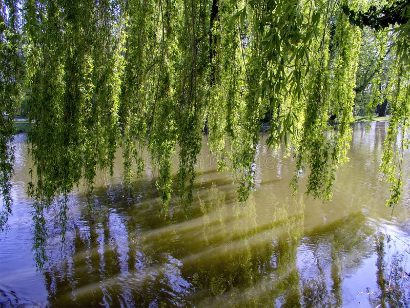 Hanging Branches Over a Lake Stock Image - Image of yellow, water ...
