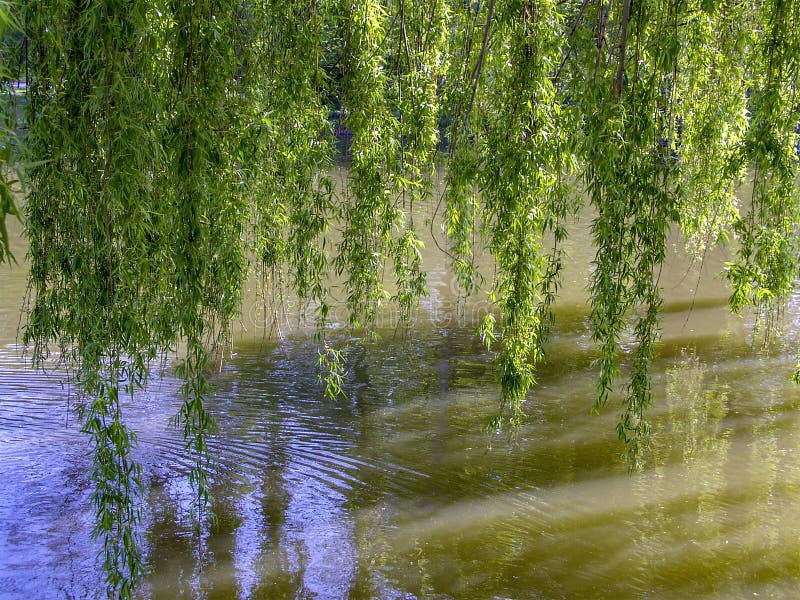 Hanging Branches Over a Lake Stock Image - Image of lake, river: 200686255