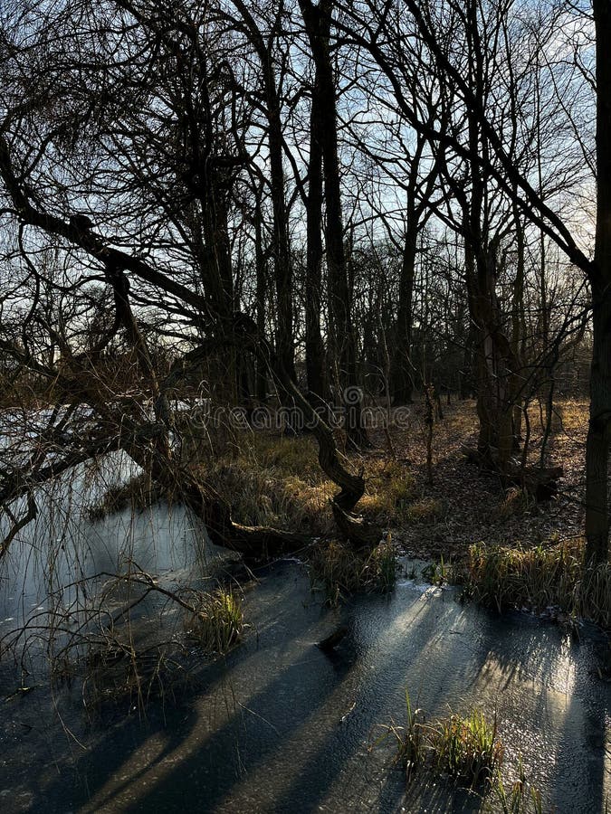 Hanging Branches of Trees without Leaves Over a Frozen Pond in Spring ...