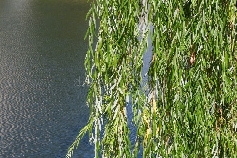 Hanging Branches of a Weeping Willow Stock Photo - Image of plant ...