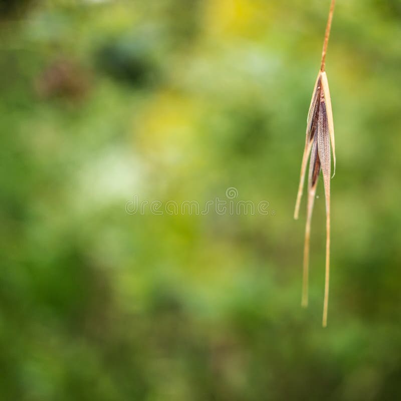 Hanging in the Breeze stock photo. Image of nature, garden - 28030246