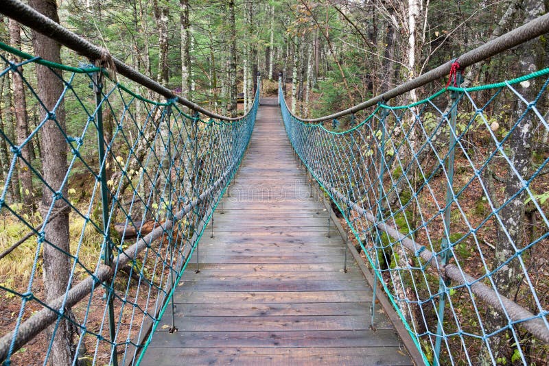 Hanging bridge stock image. Image of forested, broadwalk - 17616297