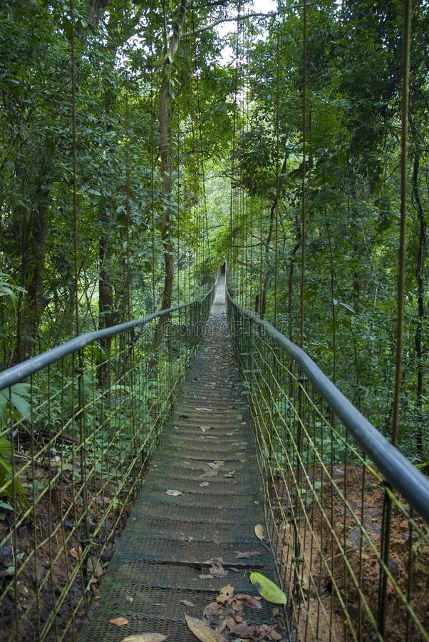 Hanging Bridge in the Costa Rican Jungle Stock Image - Image of trail ...