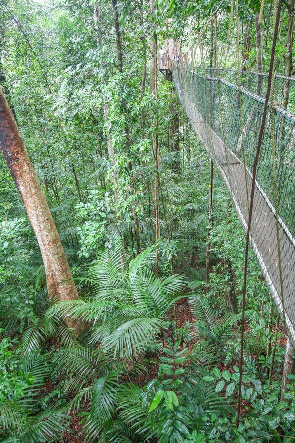 The Hanging Bridge in the Rainforest Stock Image - Image of bridge ...