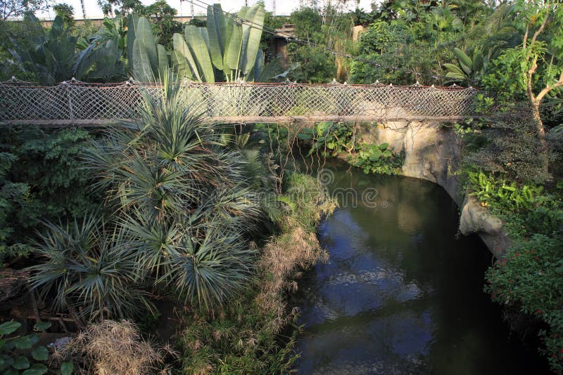 Hanging Bridge in the Rainforest Stock Photo - Image of plant, color ...