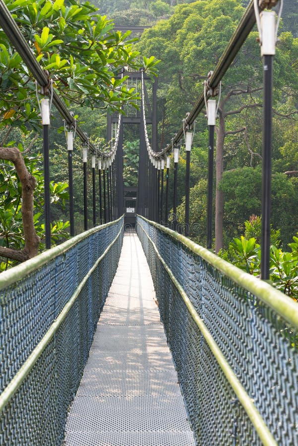 Hanging Bridge stock image. Image of wooden, palm, exploration - 34662501