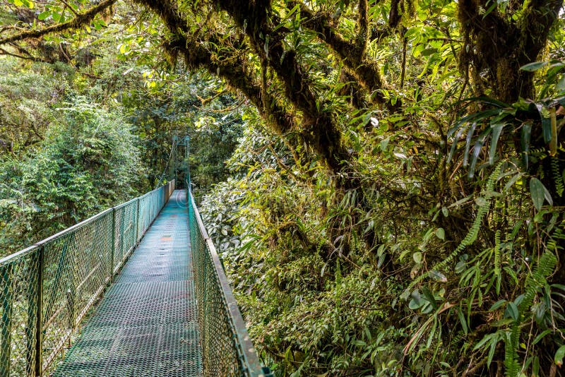 Hanging Bridges in Cloudforest - Monteverde, Costa Rica Stock Image ...