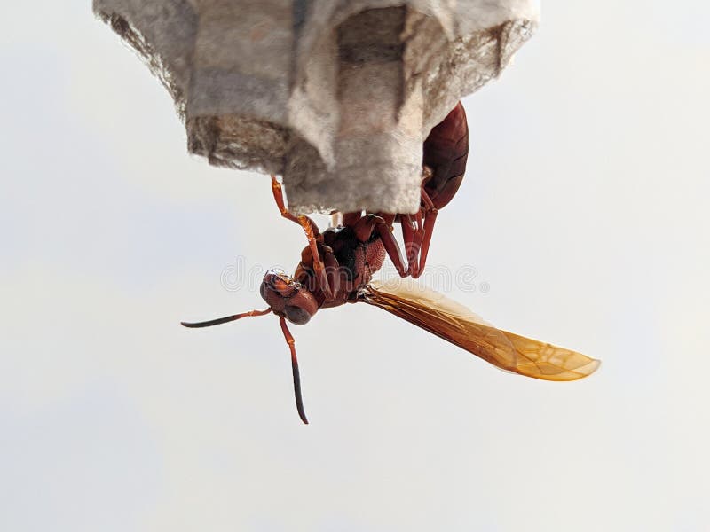 Hanging Brown-winged Insects are Nesting Stock Photo - Image of nesting ...